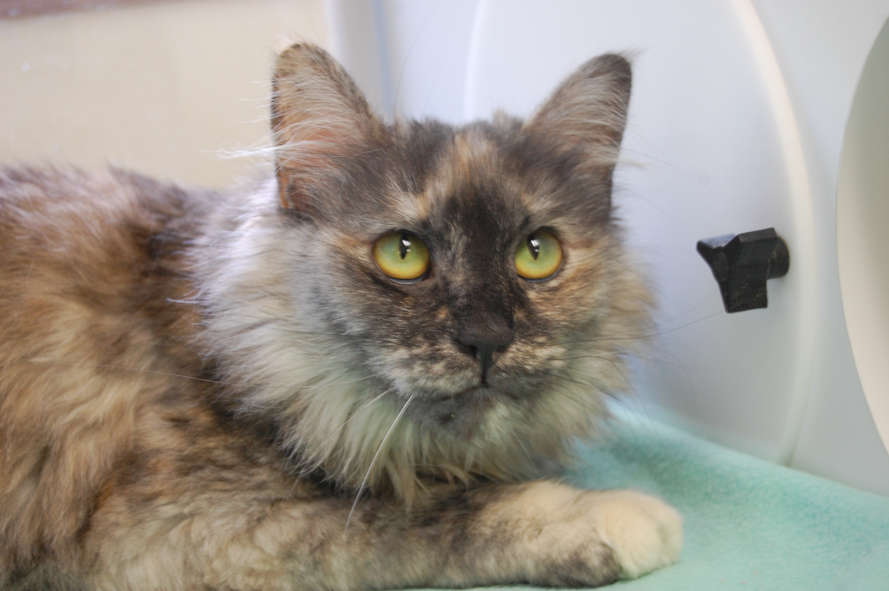 Kitsap Humane Society What Is FIV Fighting The Stigma Of FIV Cats