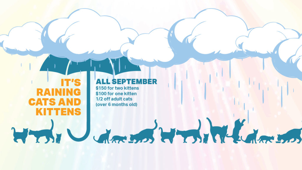 Kitsap Humane Society | It’s Raining Cats and Kittens!
