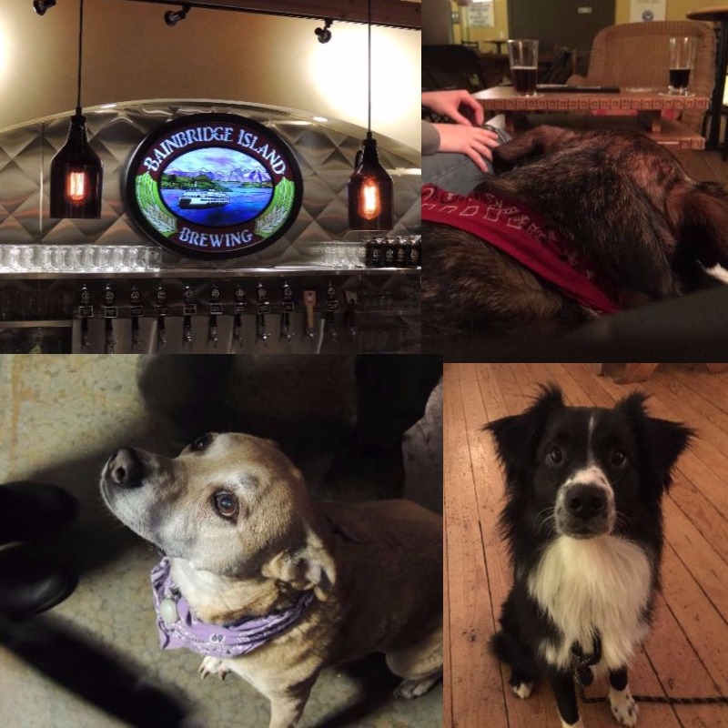 Kitsap Humane Society | It’s a Pints for Pets Month-Long Pup Crawl!