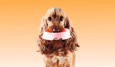 Kitsap Humane Society | Pet Food Drive in July!