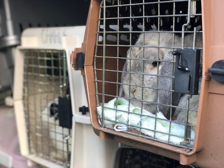 Kitsap Humane Society | 300 Rabbits Rescued