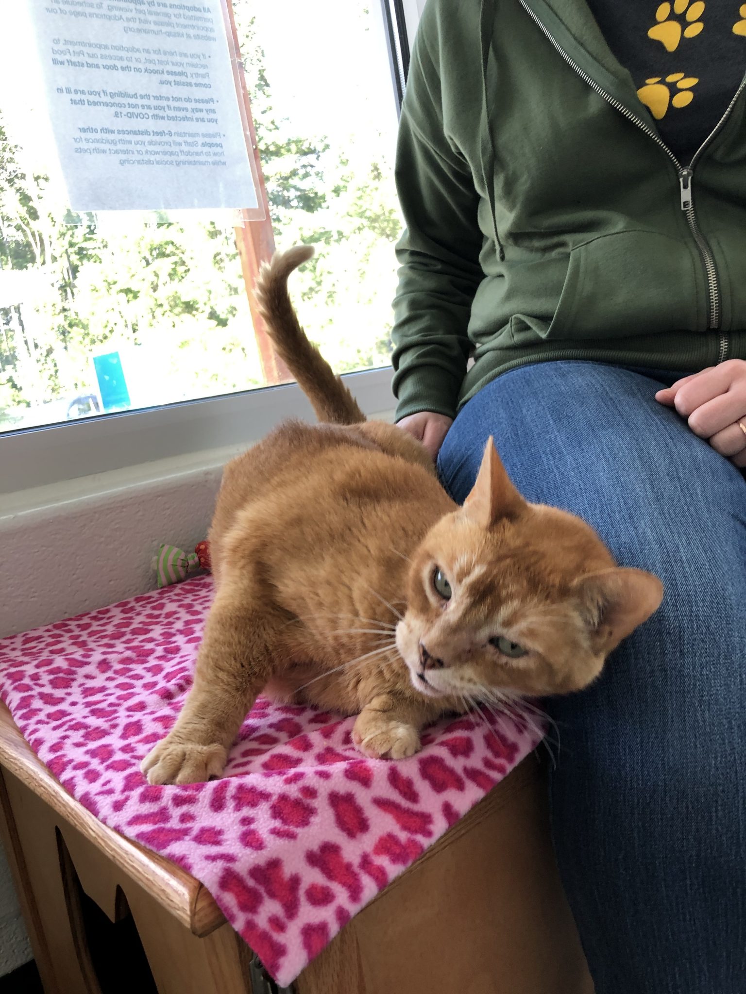 Kitsap Humane Society | Pet Adoption Center Turns 1!