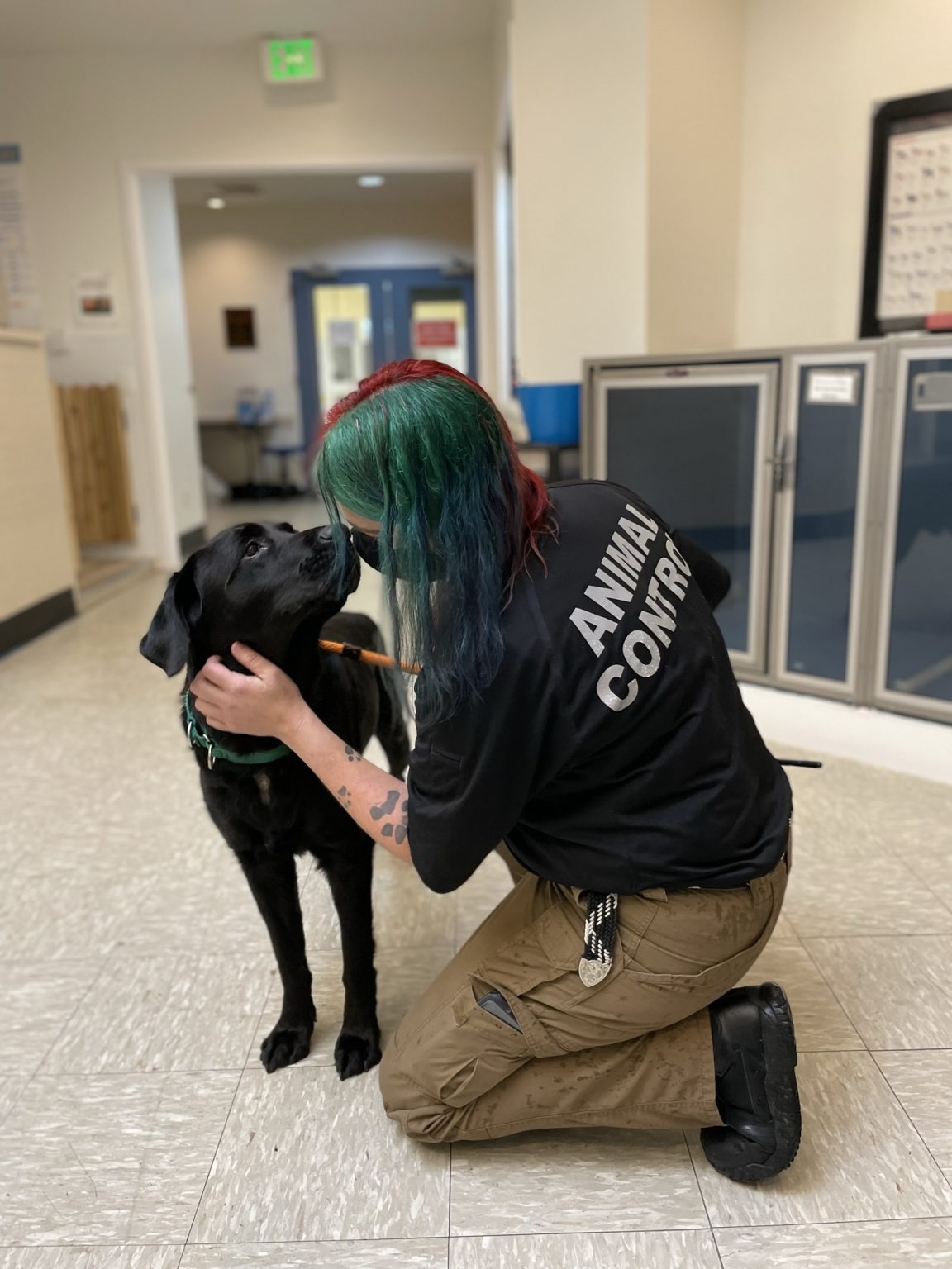 Kitsap Humane Society | Animal Control