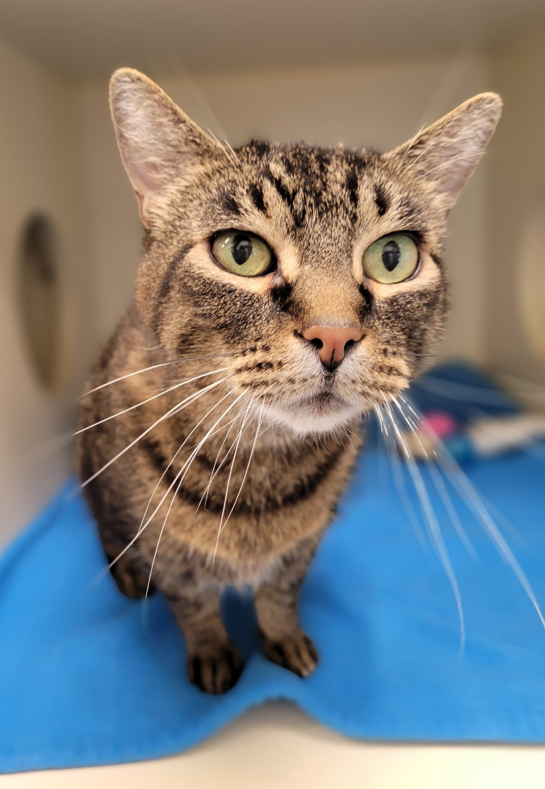 Kitsap Humane Society | Pet of the Week — Kit Kat