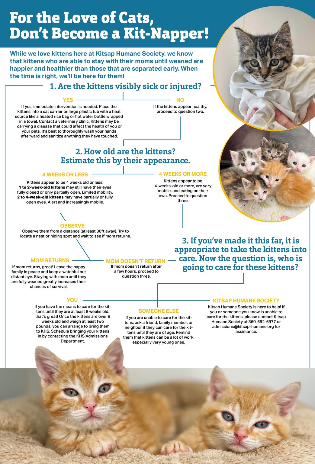 Kitsap Humane Society | For the Love of Cats, Don’t Become a Kit-Napper!
