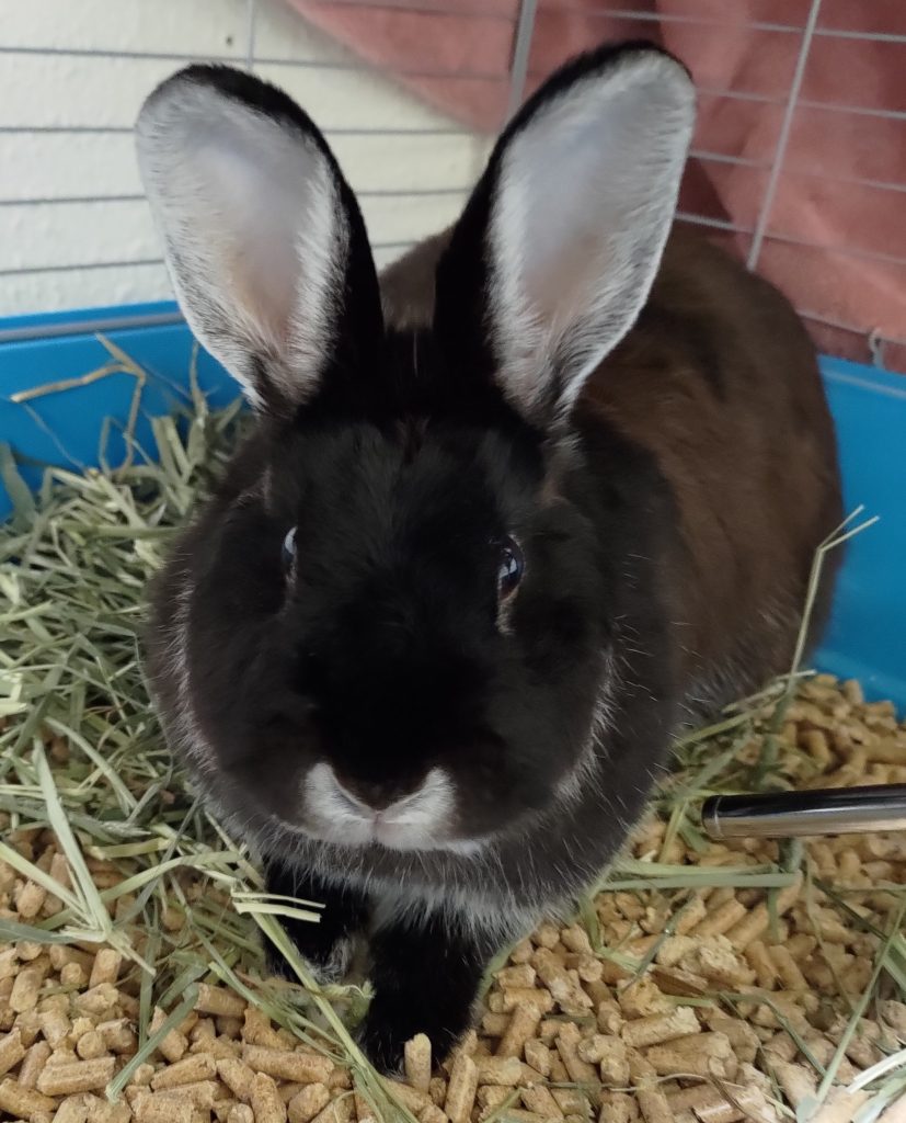 Kitsap Humane Society | Pet of the Week — Kernel