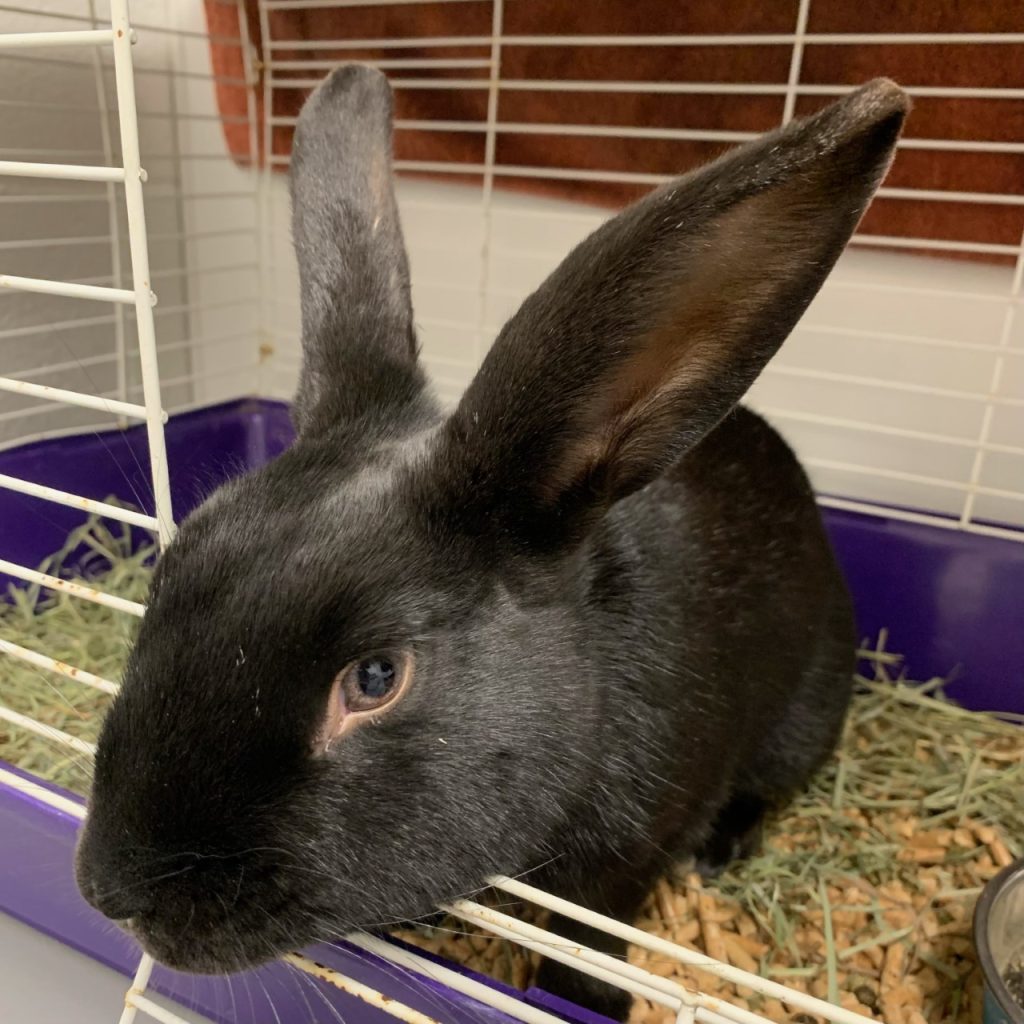 Kitsap Humane Society | Pet of the Week — Randy