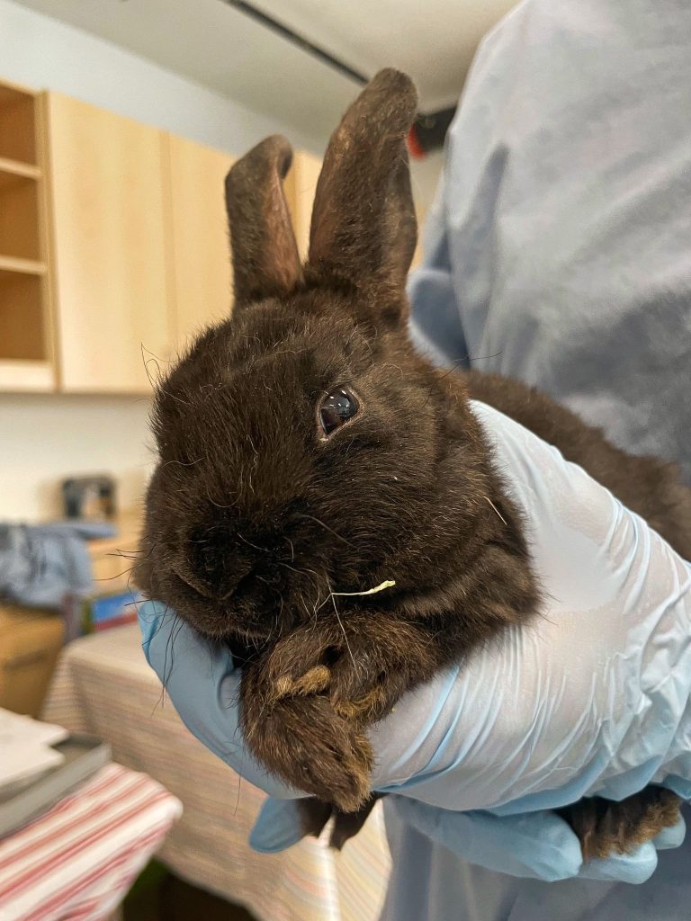 Kitsap Humane Society | 21 Bunnies Arrive at KHS from Tacoma Hoarding Case
