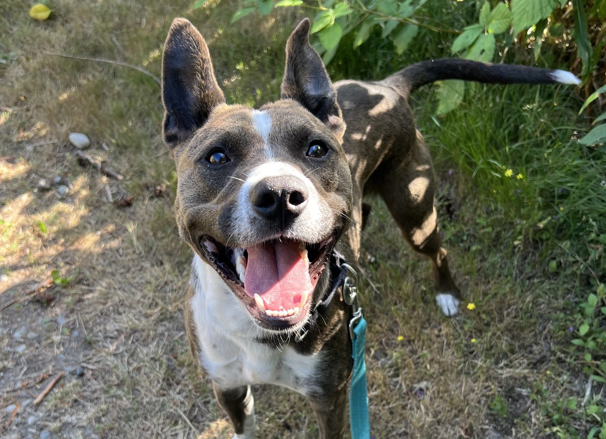 Kitsap Humane Society